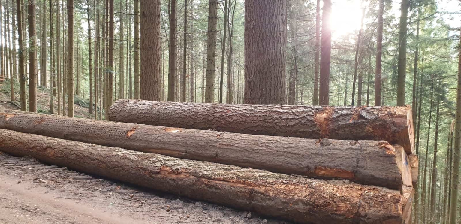 Douglasgran med brede plankebord og tykt slitesjikt - Parkett.no
